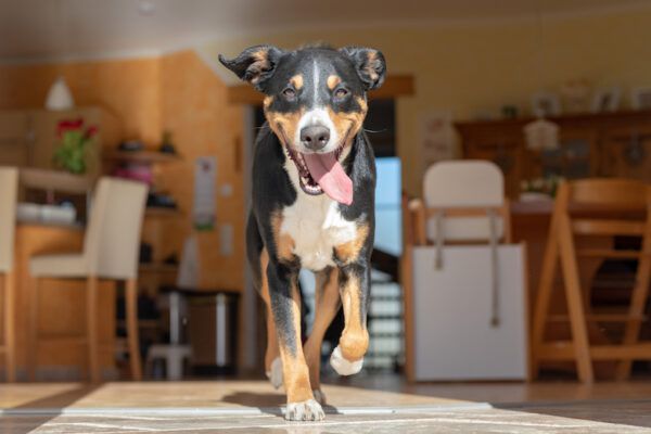 Dog behaviors: Strange things dogs do and why they do them – Paw Roll